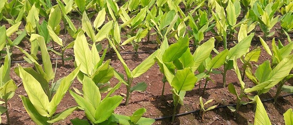 हळदीची पाने पिवळी पडण्याची समस्या अन् उपाय