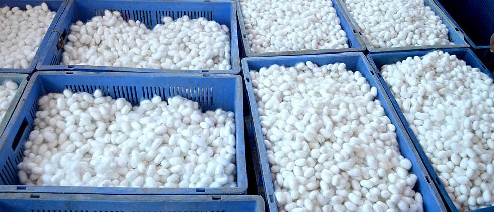 रेशीम उद्योग राज्यस्तरीय आराखडा‍ तयार करा|Silk Industry