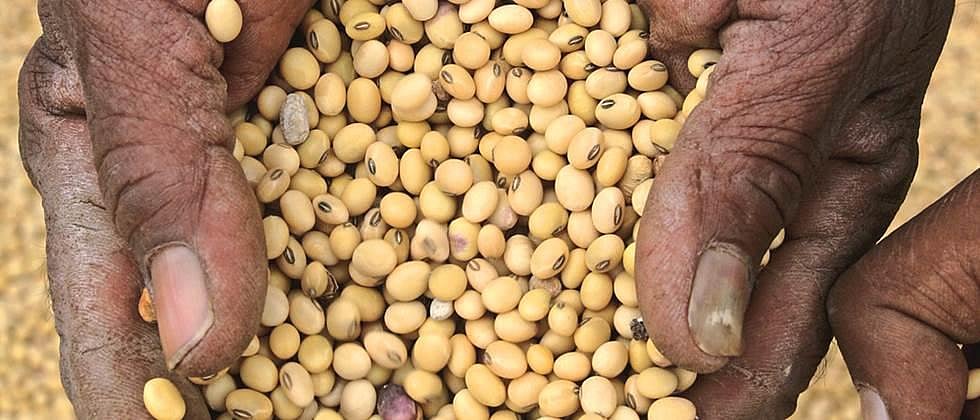 Soybean Market : खाद्यतेल आयातवाढीने सोयाबीन दबावात; ऑगस्ट महिन्यातही ...