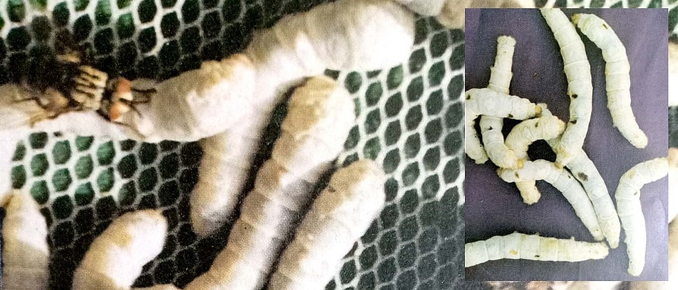 रेशीम कीटकांवर दिसतोय उझी माशीचा प्रादुर्भाव