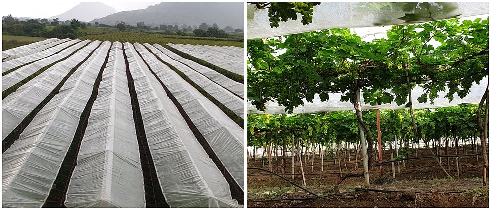 Grape Cover Scheme । द्राक्षबागेच्या प्लॅस्टिक कव्हर योजनेसाठी ...