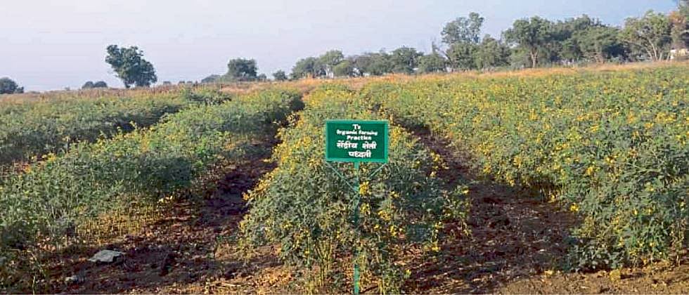 सोयाबीन, कापूस, तूर पिकाची काळजी कशी घ्याल?| soyabean, cotton, tur crops?|