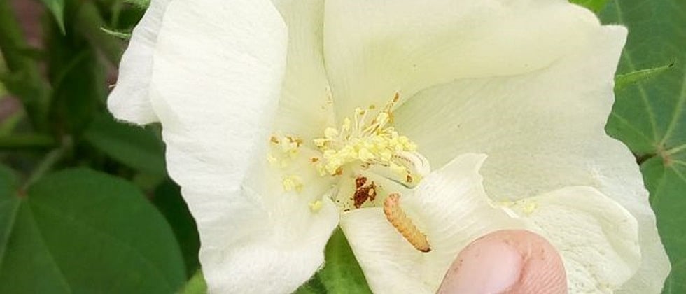 Flower, leaf spot problem in pre-season cotton crop