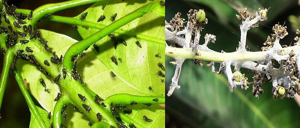 Mango Crop Management : आंबा बागेत फुलकीड, भुरी रोगाचा प्रादुर्भाव का ...