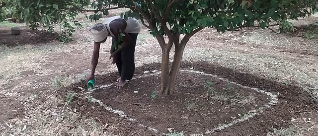 Santra Ambia Bahar : संत्रा बागेत आंबिया बहार घेताना या गोष्टी लक्षात ...