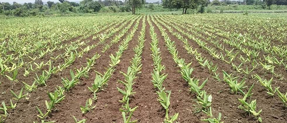 Turmeric Crop : हळद पिकातील रोगनियंत्रण। Disease control in turmeric crop