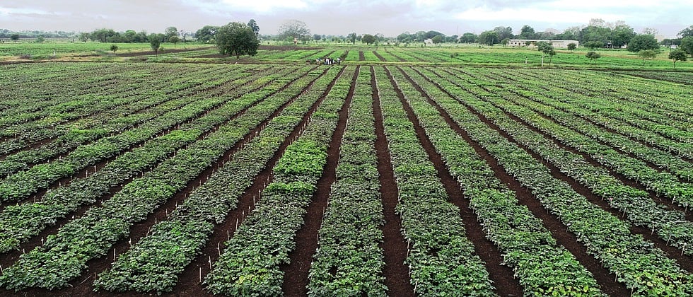 Vegetable Research Centre | एकार्जुना येथे होणार भाजीपाला संशोधन केंद्र ...