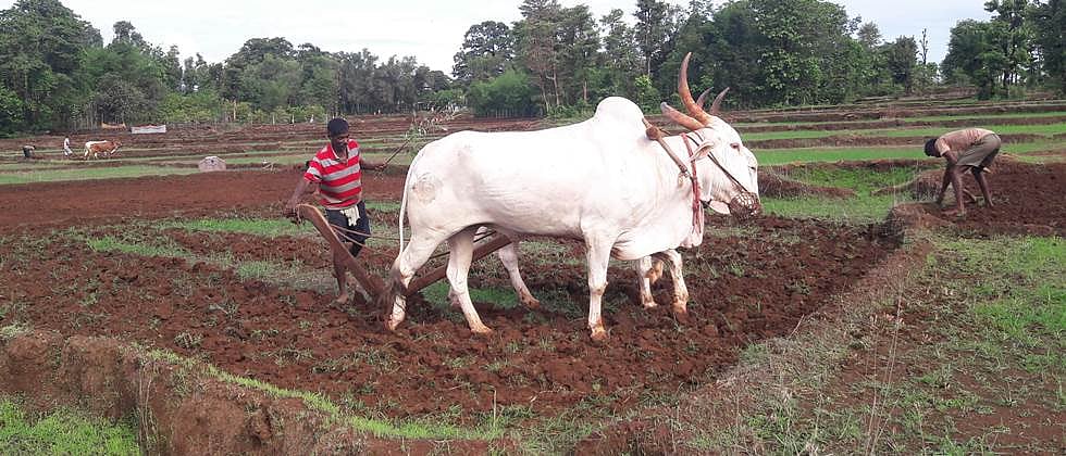 Jowar Sowing : रब्बीत शेतकऱ्यांचा कमी पाण्यावरील पिकांवर भर ...