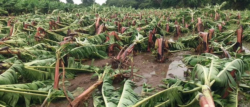 चोपडा तालुक्यात वादळाचा केळीसह घरांना तडाखा