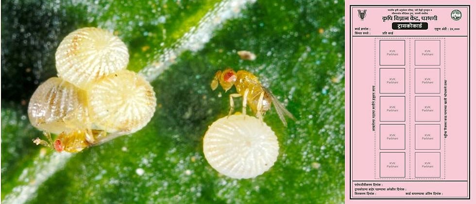 ट्रायकोग्रॅमा मित्र किटकाचा वापर करून कीड नियंत्रण | use of trichograma ...