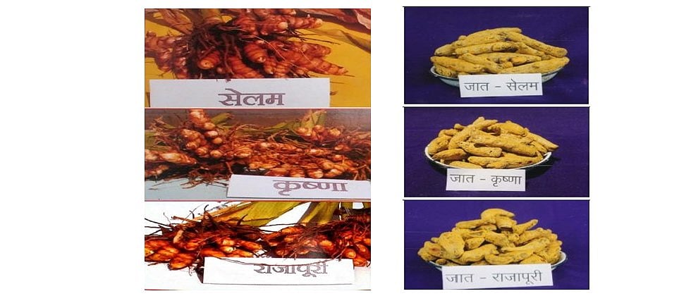 हळद पिकांसाठी बेणे निवड महत्त्वाची