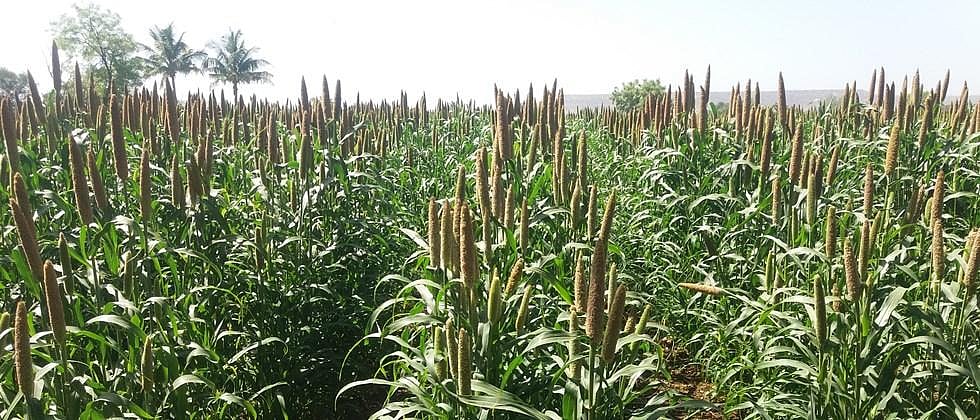 धान्य, चाऱ्यासाठी बाजरी