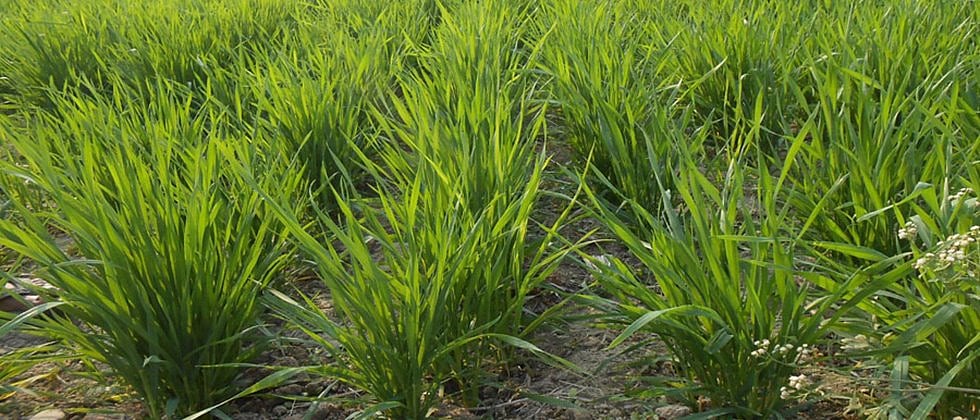 असे करा वाढीच्या अवस्थेनुसार गहू पिकातील पाण्याचे नियोजन