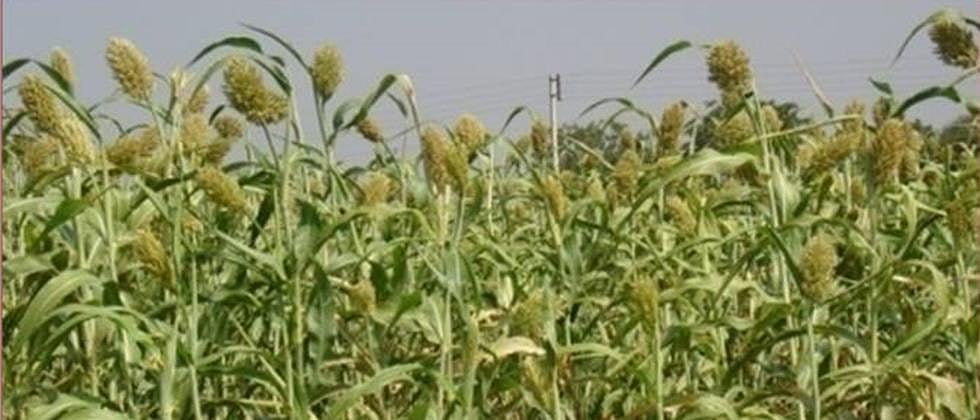 Jowar Swing । ज्वारीचा घटता पेरा चिंतनीयच | Declining sowing of sorghum ...