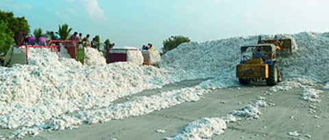 कापसाची प्रत कशी ठरविली जाते ? Cotton Grading