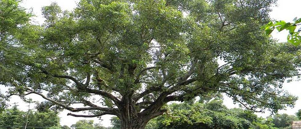 दिवस, रात्र ऑक्सिजन देणाऱ्या वनस्पती हा गैरसमजच