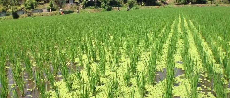Paddy Azolla Use : भात पिकात अॅझोलाचा वापर कसा करावा?|How to use Azolla ...