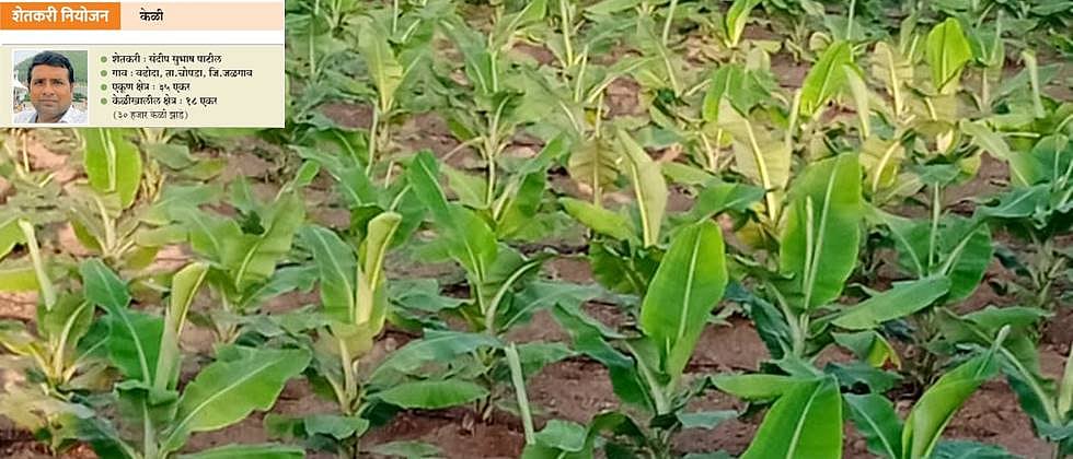 Banana Crop Management | शेतकरी नियोजन - पीक केळी | Farmer Guide for ...