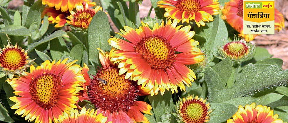 Galanda Flower Farming In Marathi | Best Flower Site