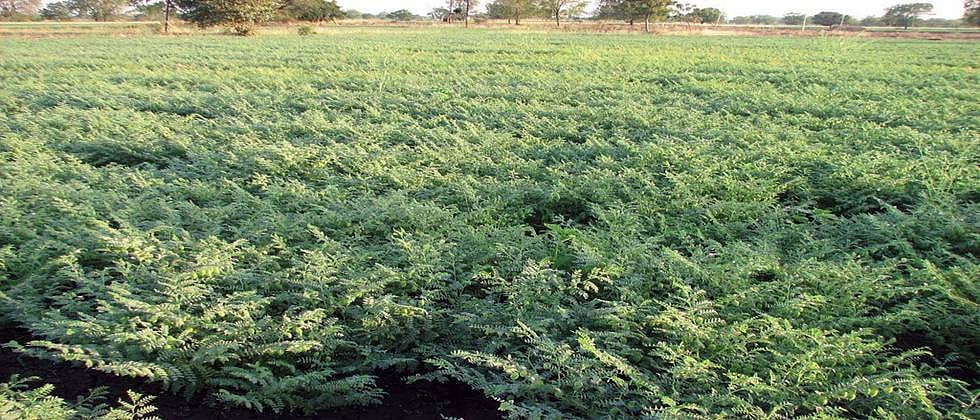 Rabi Season | रब्बी हंगाम पीक स्पर्धेसाठी अर्ज प्रक्रिया सुरू ...