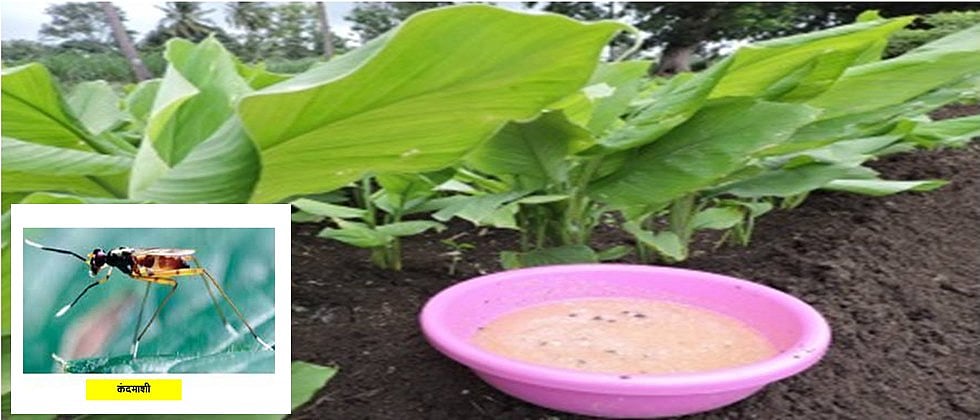 हळदीवरील किडीचे करा वेळीच नियंत्रण