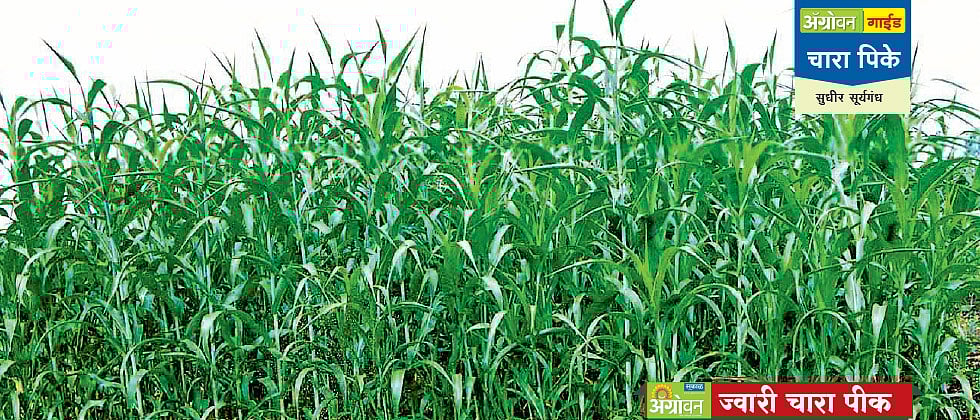ज्वारी चारा पीक लगवड तंत्रज्ञान