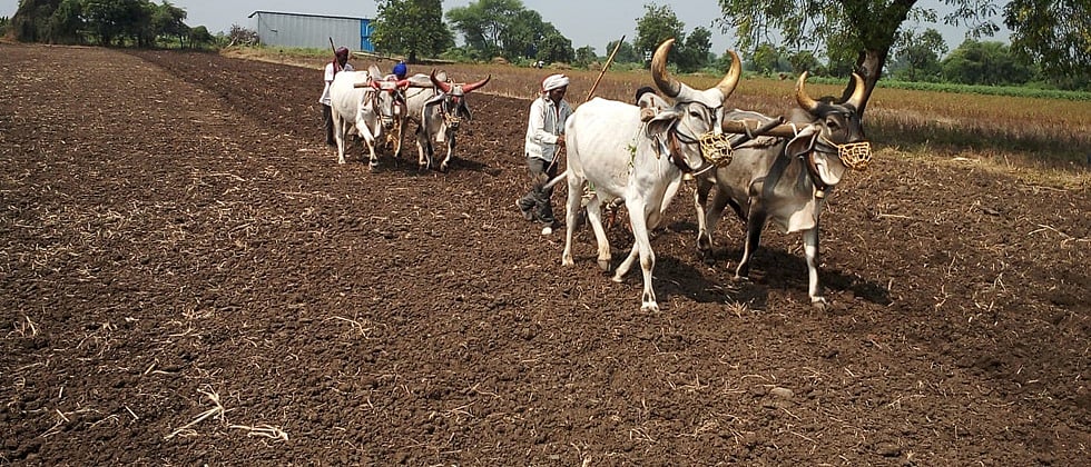 Pulses Sowing । कडधान्ये, तृणधान्यांच्या पेऱ्यातील घट यंदाही कायम ...