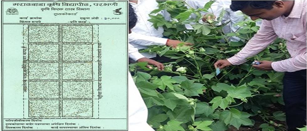 Trichocards Use : ट्रायकोग्रामा कार्ड्स चा वापर कसा करावा?|How to use ...