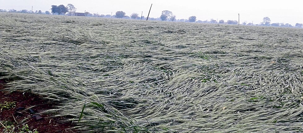 गारपीटग्रस्त रब्बी पिकांचे व्यवस्थापन