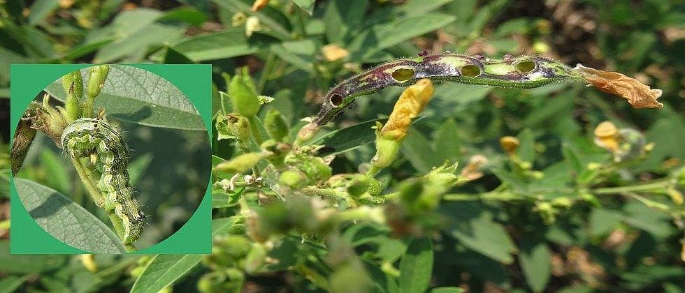 तुरीवरिल मर रोगाला कसे रोखाल?|How to prevent tur Wilt disease?