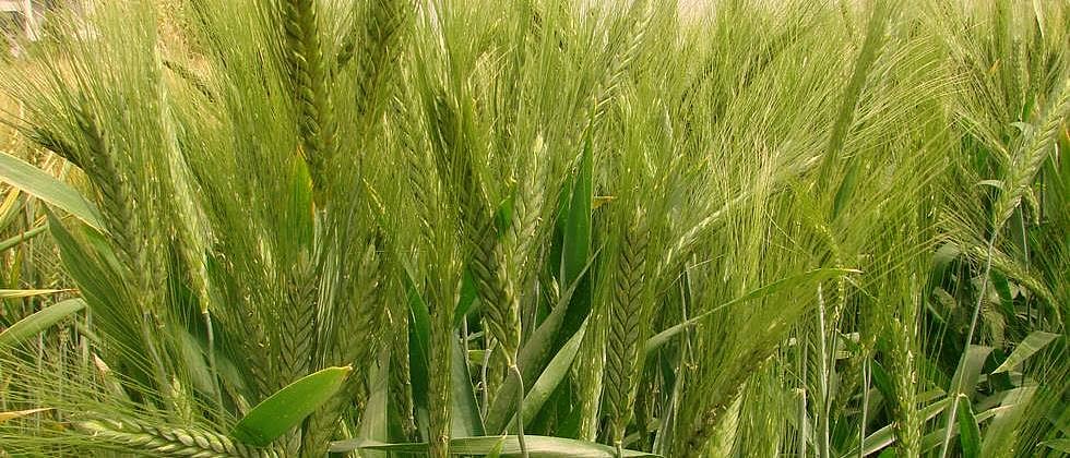 खानदेशात वाढतेय खपली गव्हाखालील क्षेत्र
