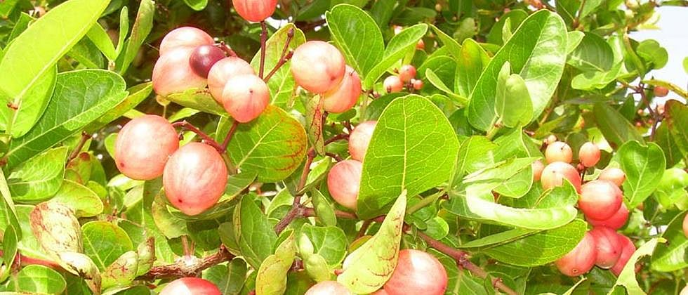 Tremendous Health Benefits Of The Black Currant Fruit । Karvand ...