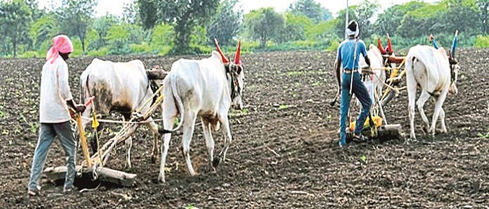 Jowar Sowing | ज्वारीच्या पेरण्या सुरू | SSowing of Jowar started