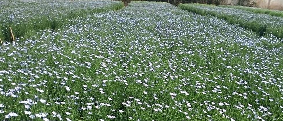 Plant Linseed with improved techniques|