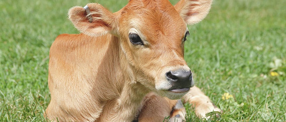 While calf rearing using calf starter or calf grower is of atmost important