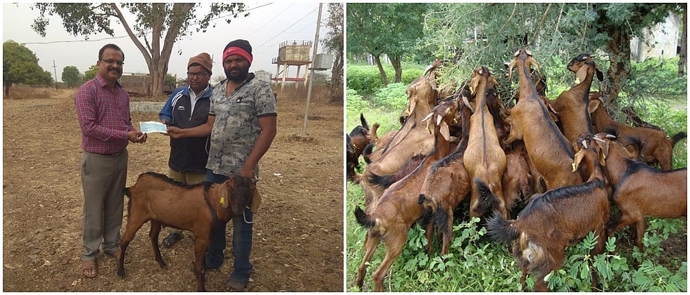 बेरारी शेळीची वैशिष्ट्ये | characterstics of berari goat