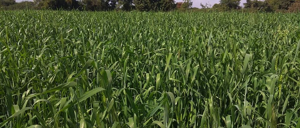 गव्हातील तंत्रज्ञानामुळे उत्पादनवाढ होतेय शक्य|The technology in wheat ...