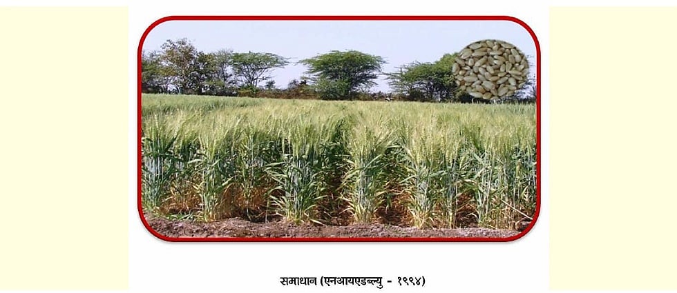 बागायती गहू लागवडीसाठी सुधारित वाण