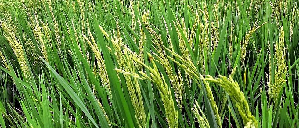 Paddy Crop । भात पिके निसवण्याच्या अवस्थेत । Paddy crops are in grain ...