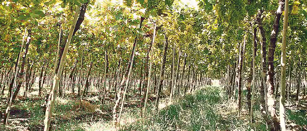 Fruit Insurance : नांदेडला द्राक्षाची लागवड शून्य; विम्यासाठी १९ मंडळ ...