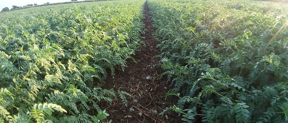 पुणे विभागात हरभरा पिकाची ९८ टक्के पेरणी |98 per cent sowing of Chana ...