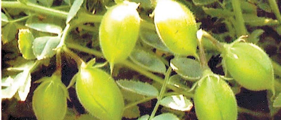 Chana Varieties : अधिक उत्पादन देणाऱ्या हरभरा जाती|High yielding chana ...