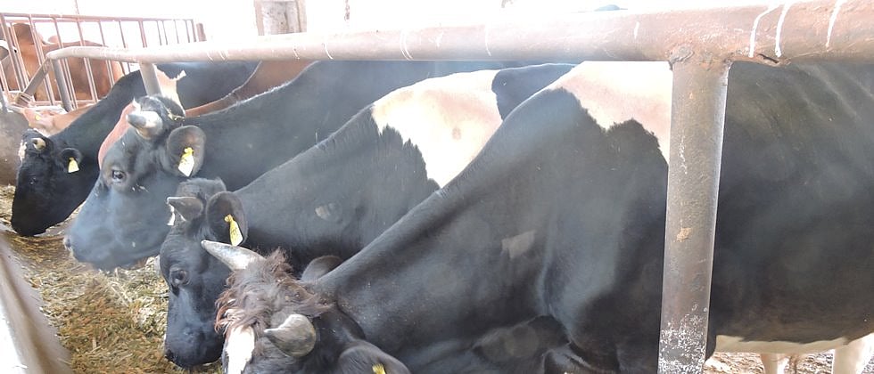 Why is calcium important in animal diet?|