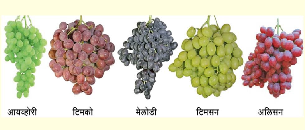 नवे पेटंटेड ५ द्राक्ष वाण भारतात दाखल