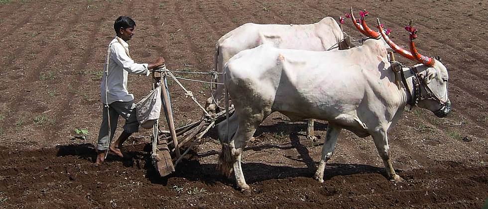 Rabi Season । खरीप पिके वागा गेली, आता रब्बी हंगामावर मदार । As the ...