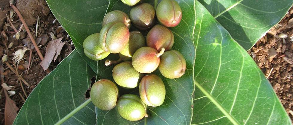 पोटदुखीवर पेटाराच्या सालीचा काढा उपयुक्त