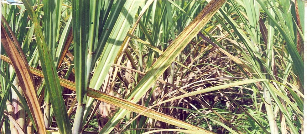 ऊस तांबेरा नियंत्रण