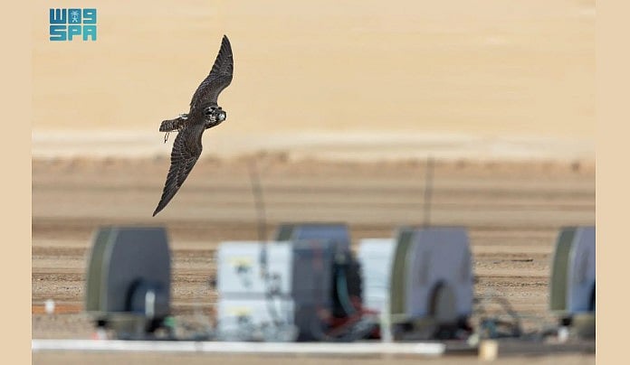 Advanced Technologies Utilized to Decide Winners at AlUla Falcon Cup