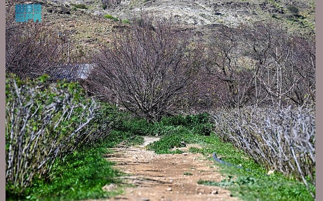 Taif Farms Prepare for Tree Dormancy Phase