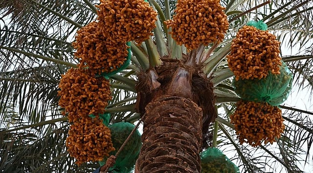 Early Date Harvest Boosts Economic Activity in Najran